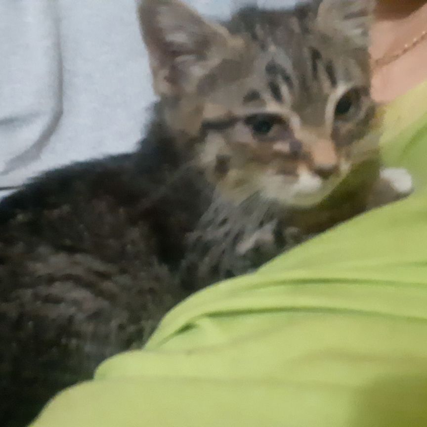 Котята от уличной кошки