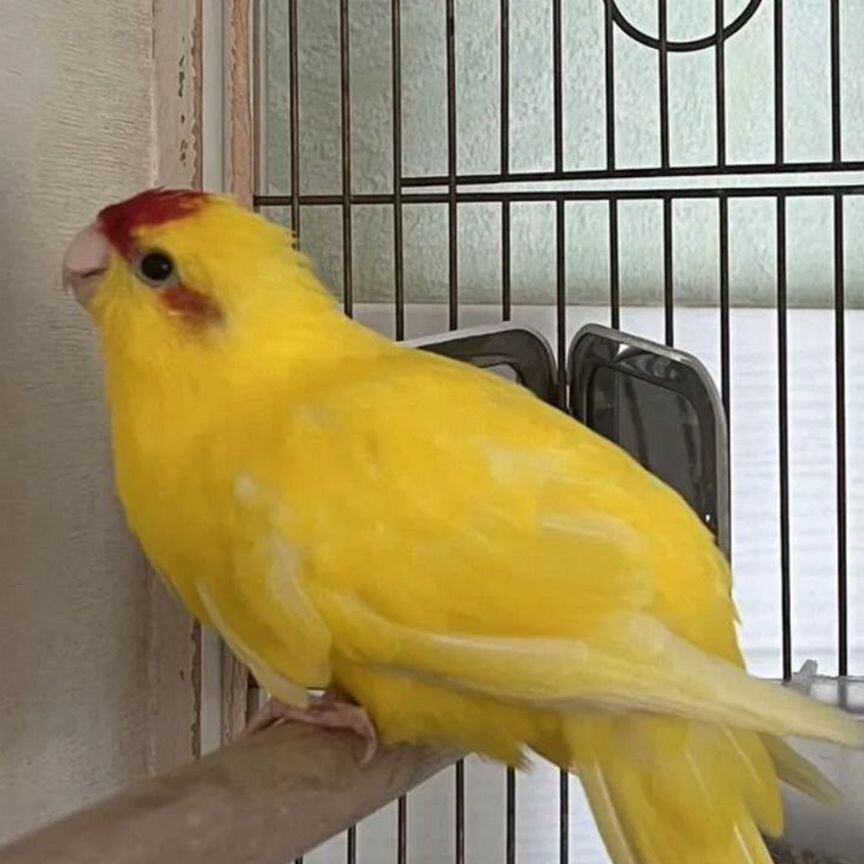 Попугай какарик самка