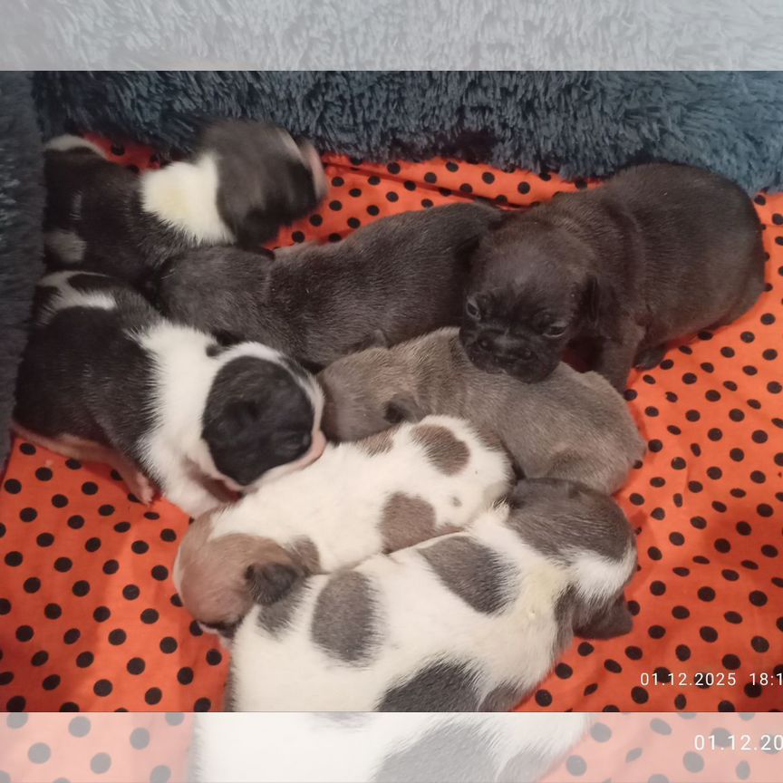 Французский бульдог, щенок