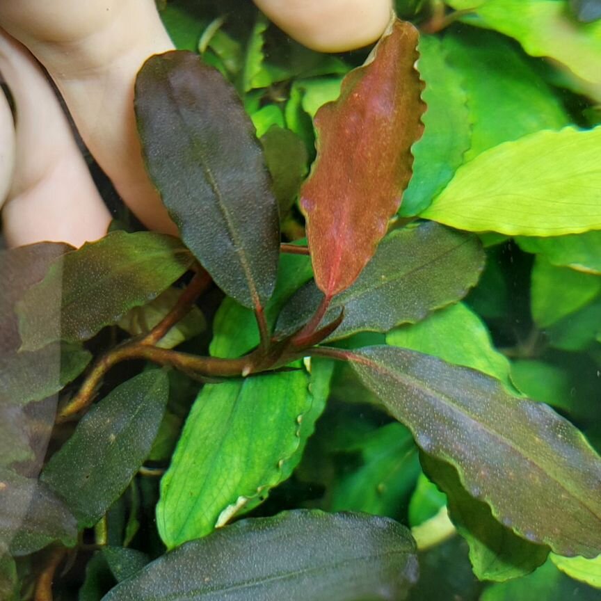 Буцефаландры, прополка