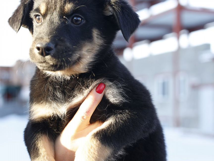 Маленький щенок ищет родителей