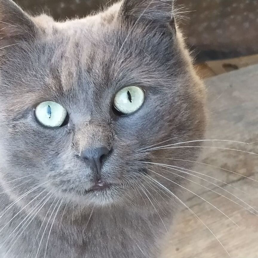 Дымчатый котяра