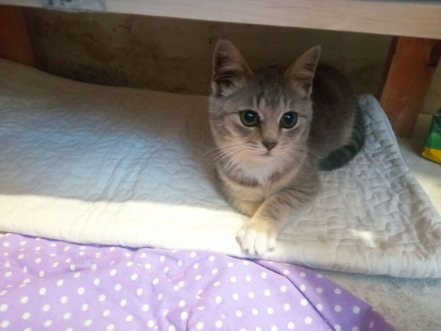 Кошка