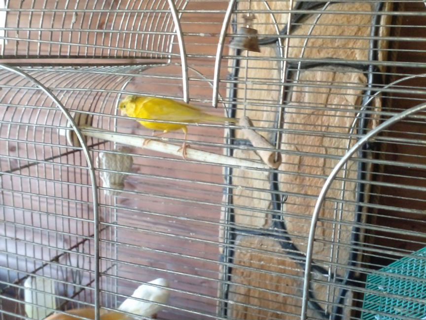 Канарейки и павлины