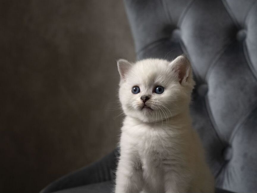 Шотландские котята мальчики