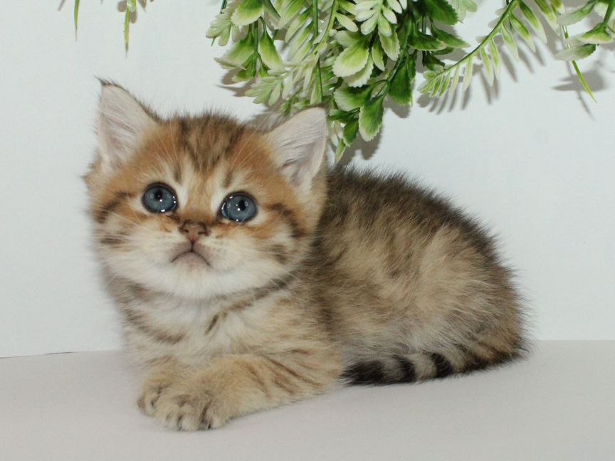 Золотой мальчик
