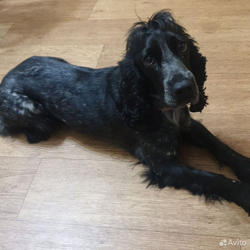 Русский охотничий спаниель