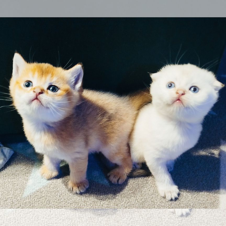 Шотландский вислоухий короткошёрстный котёнок