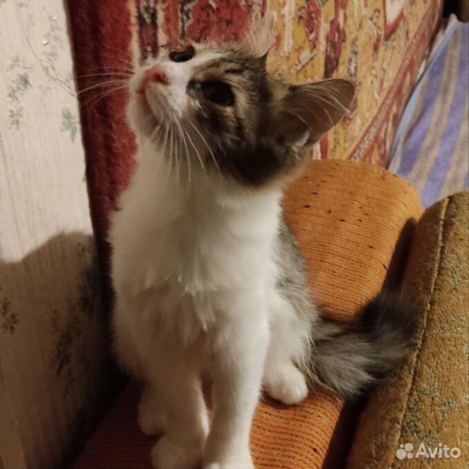 Прекрасный котёночек (мальчик) в добрые руки