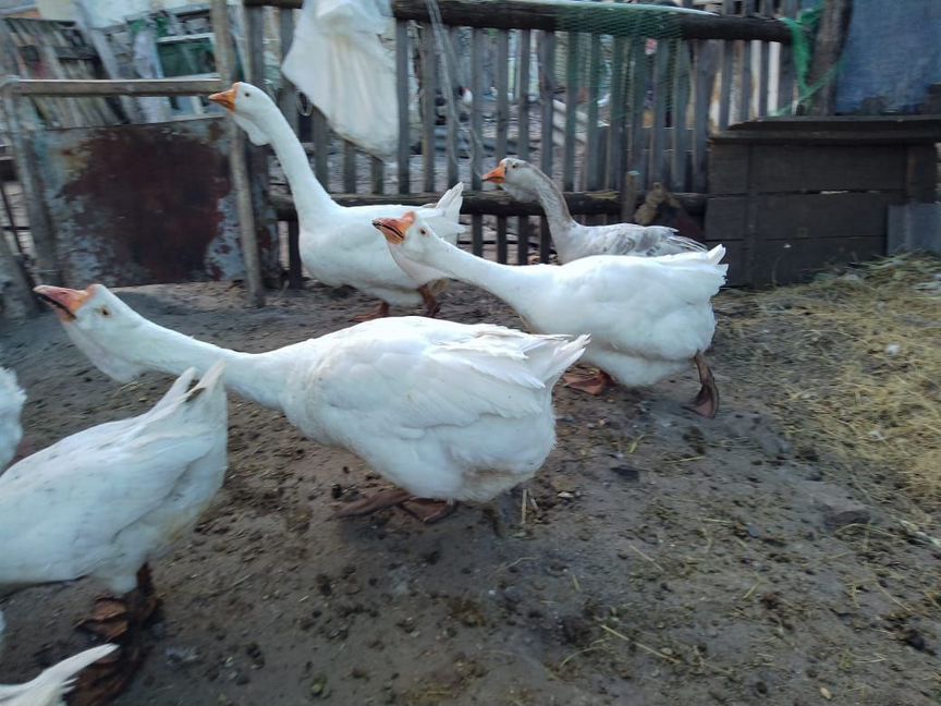 Гуси Холмогоры