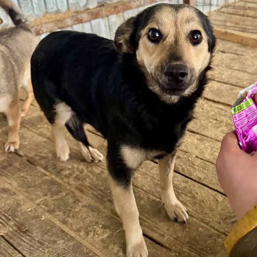 Взрослая собака в добрые руки