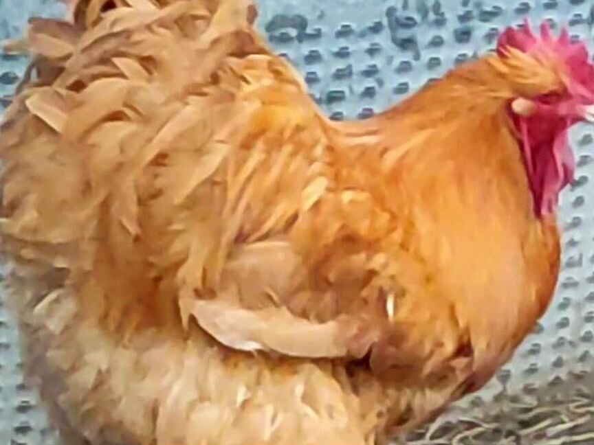 Петухи кохинхины
