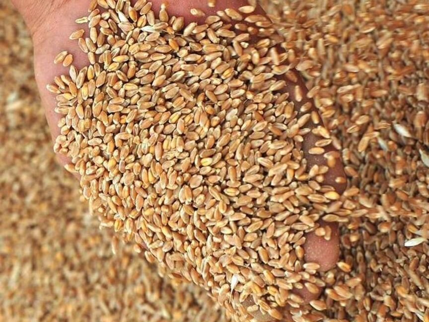 Пшеница фуражная