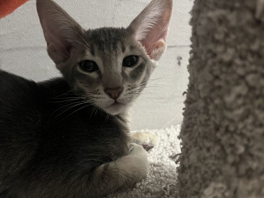 Ориентальная девочка 3 месяца