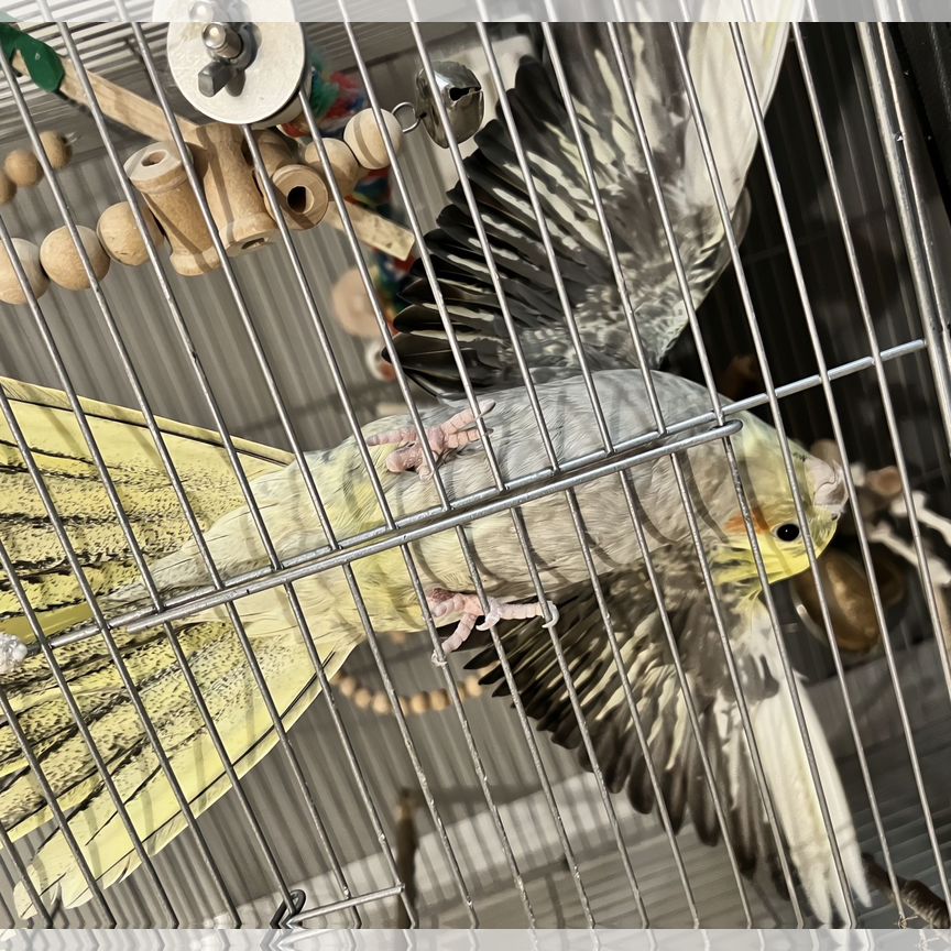 Попугай корелла самка