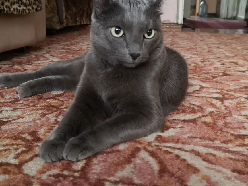 Русская голубая отдам