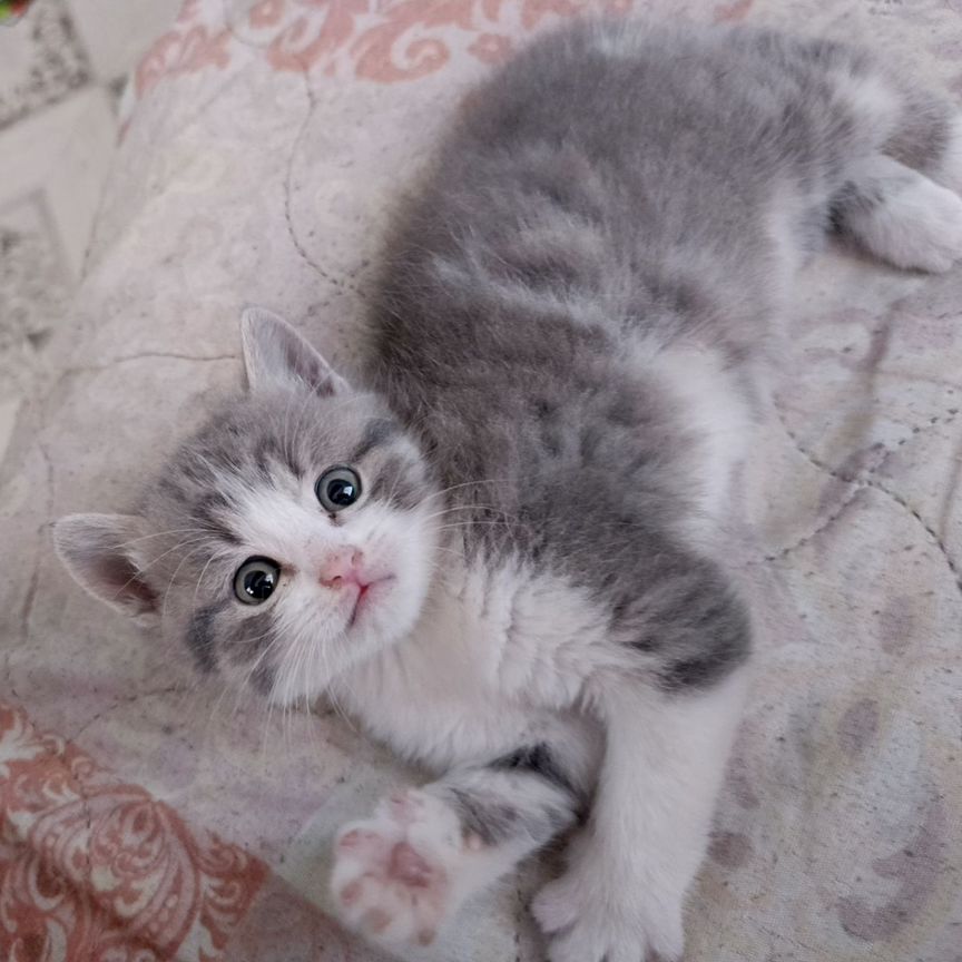 Британский длинношёрстный котёнок