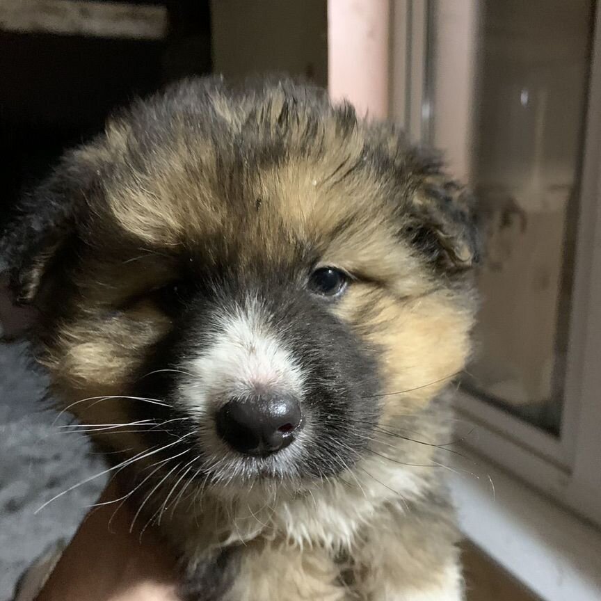 Щенки от немецкой овчарки