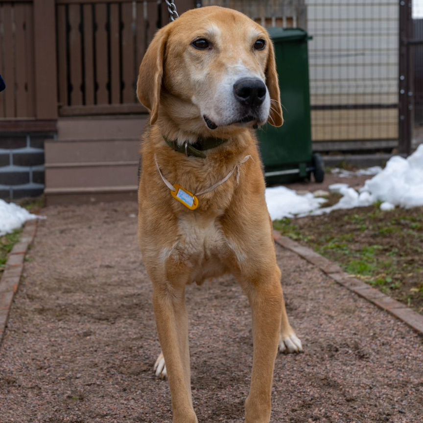 Собака Герман ищет дом