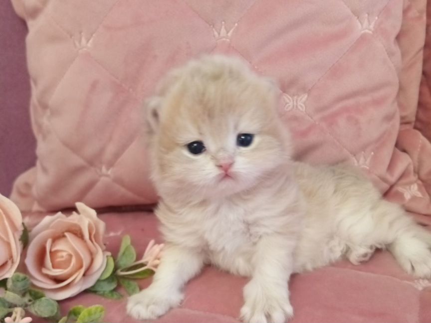 Британские котята Голубое золото