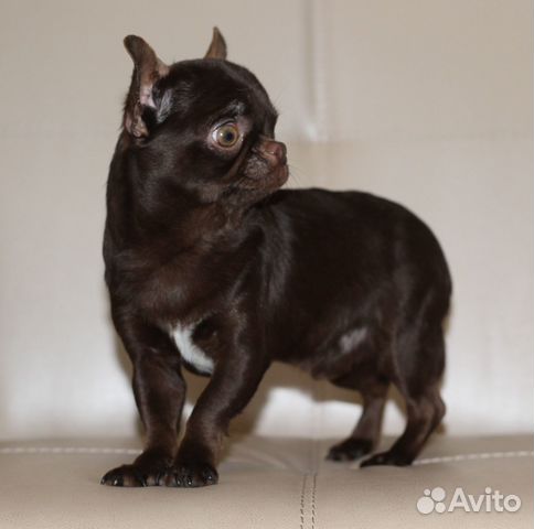 Шоколадный мальчик и лиловая девочка бейби-фейс