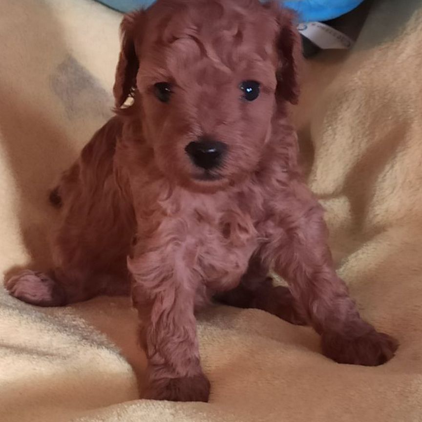 Той-пудель, щенок