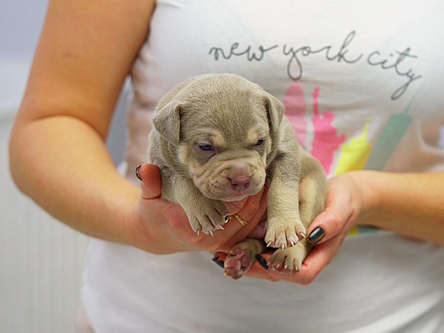 Американский Булли щенок мальчик от папы XXL