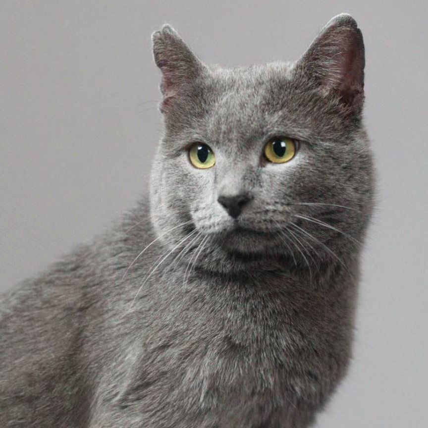 Котик в добрые руки
