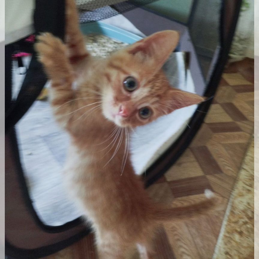 Рыжий котенок