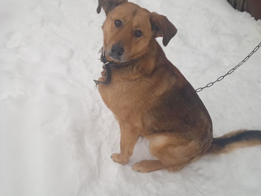 Собака в добрые руки