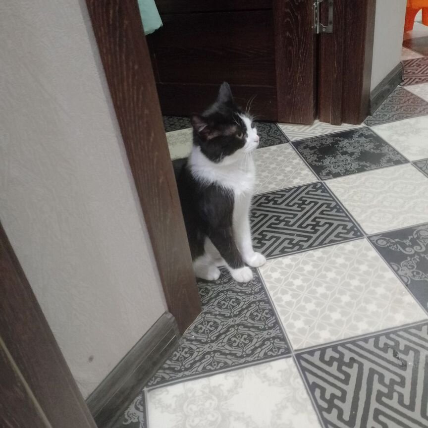 Кот