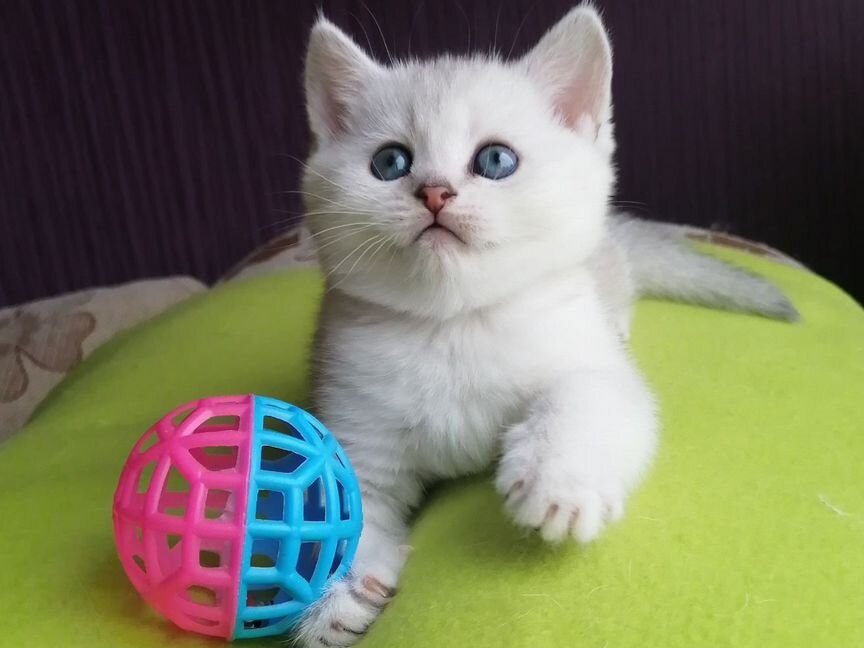 Британочка серебристая