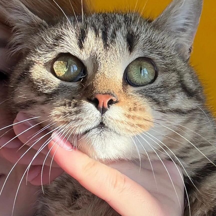 Кошечка в добрые руки