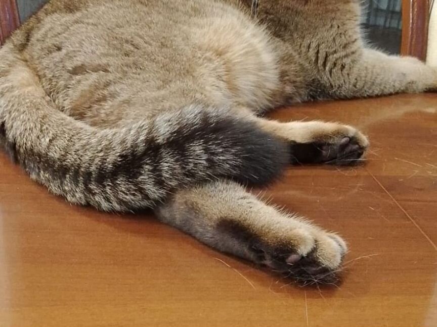 Кот породы Шотландская вислоухая