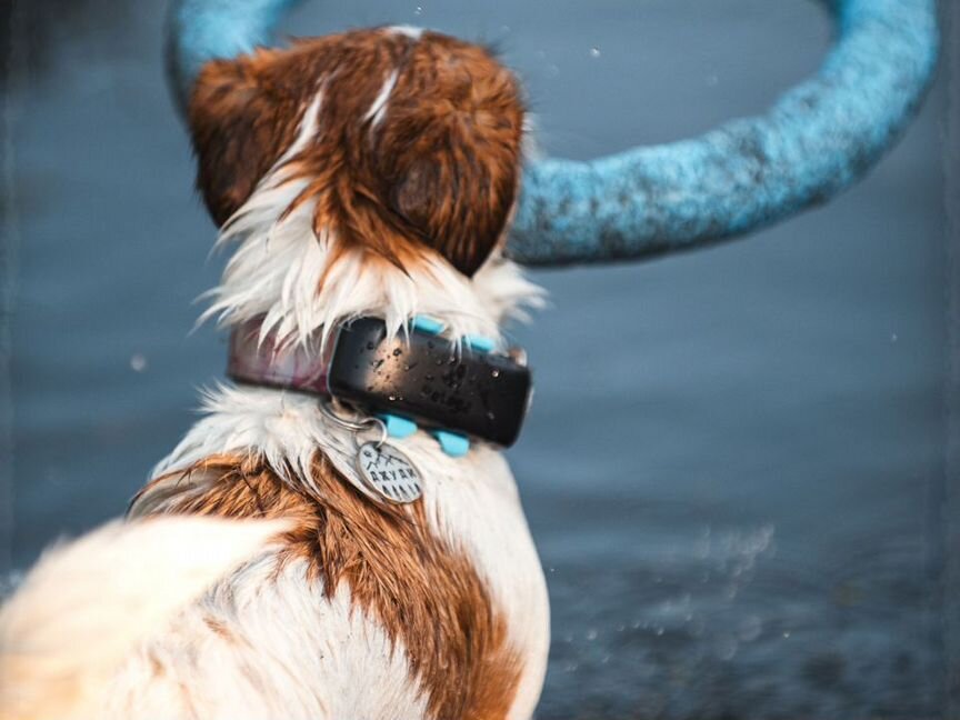 Gps трекер для собак