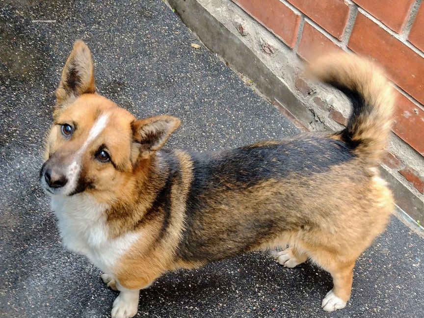 Локки ищет дом