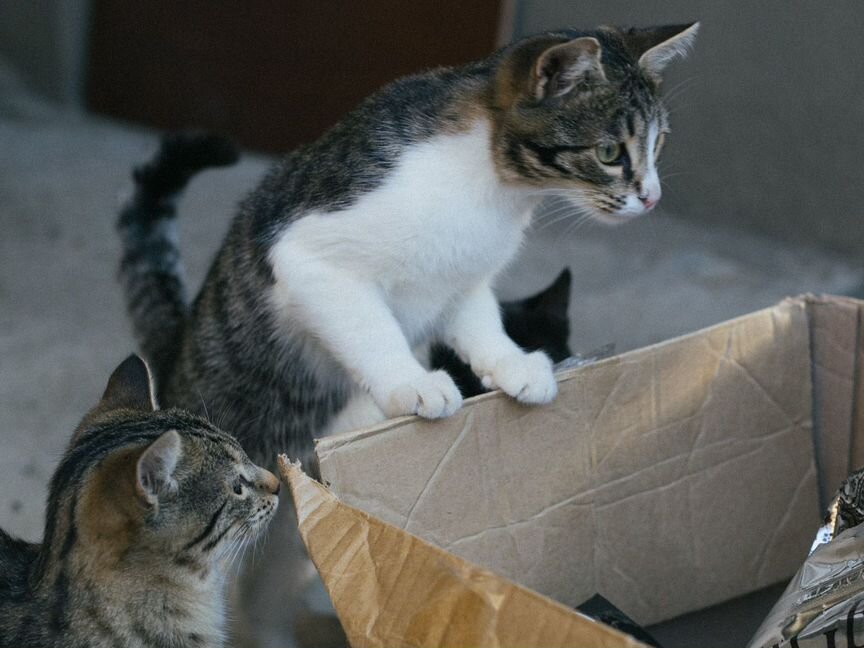 Котёнок бесплатно в добрые руки