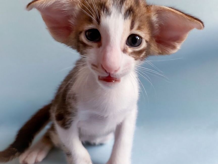 Ориентальные котята