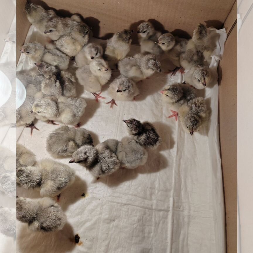 Цыплята амераукана лаванда