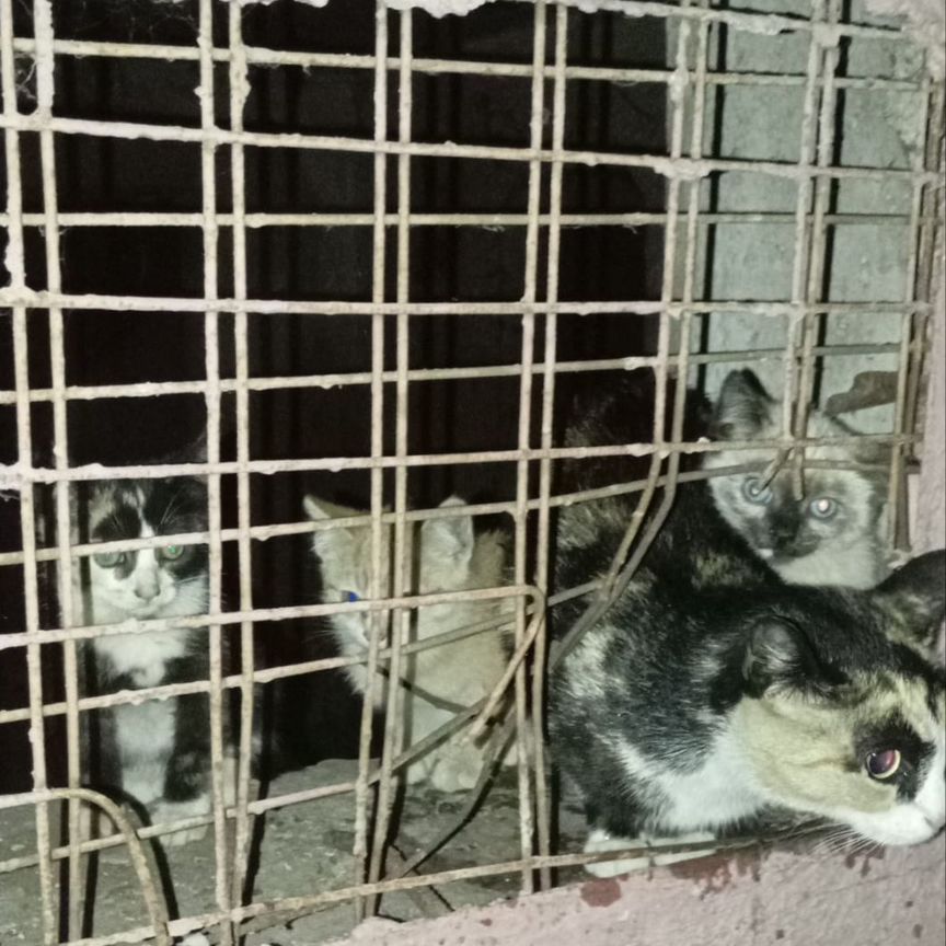 Котята, сиамский, рыжий, трехцветный, чистые