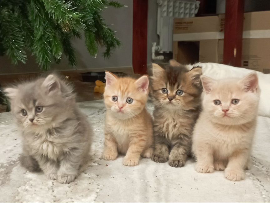 Шотландские котята