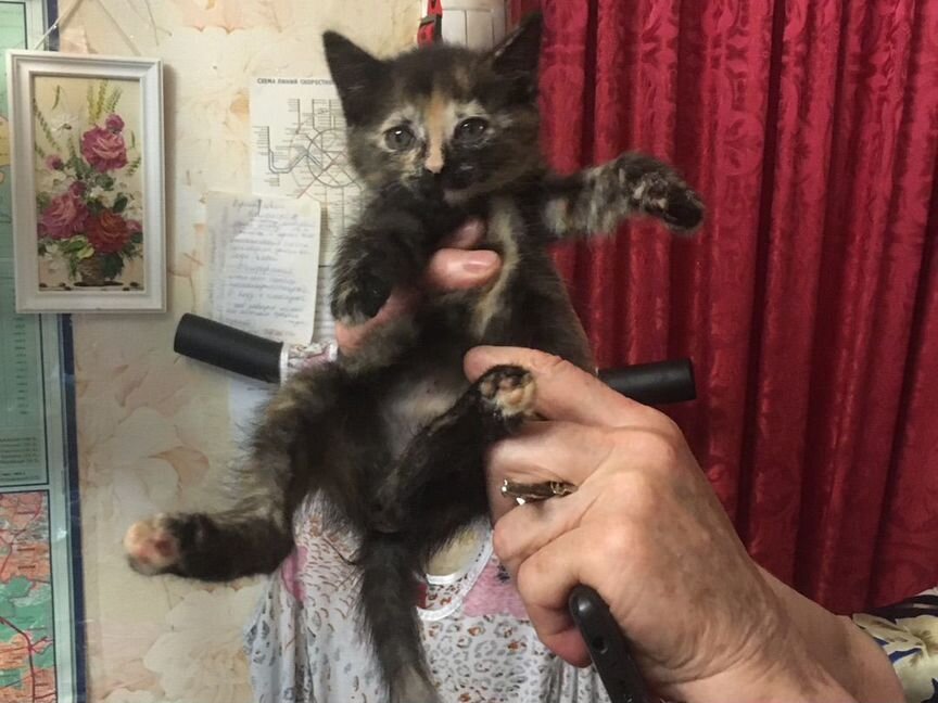 Котята в добрые руки 5 штук