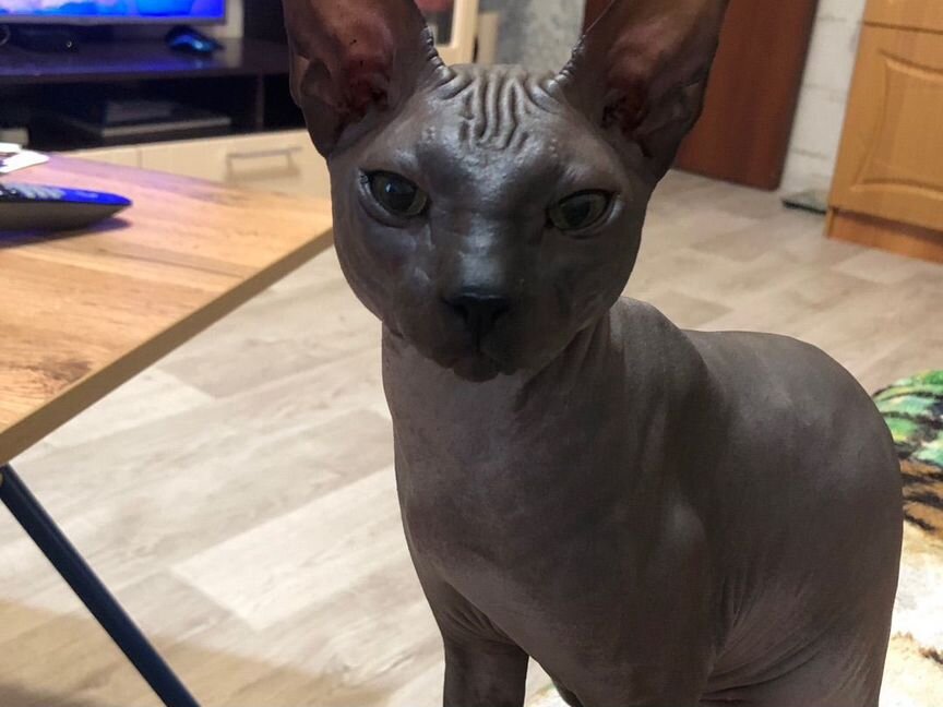 Сфинкс вязка