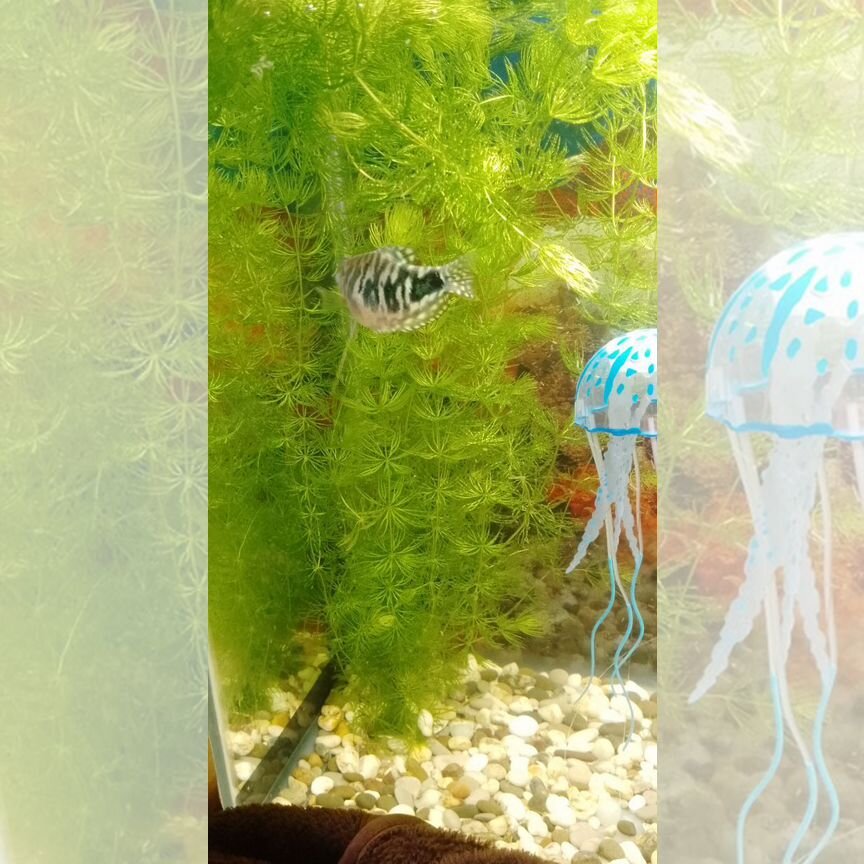 Водоросли для аквариума роголистник