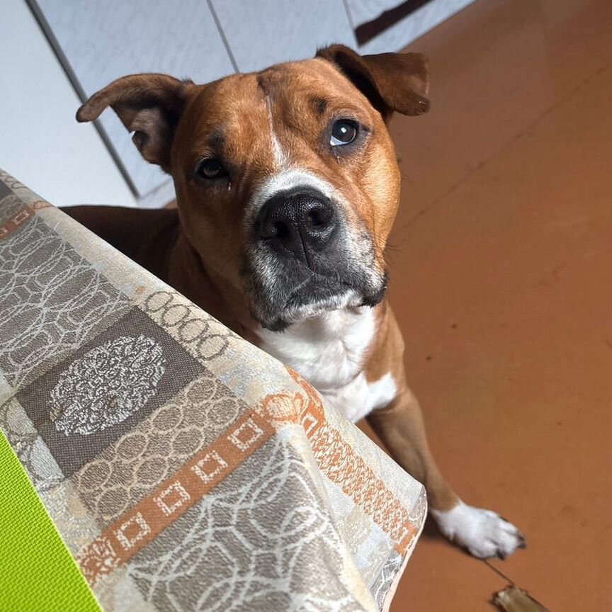 Американский стаффордширский терьер, взрослый пёс