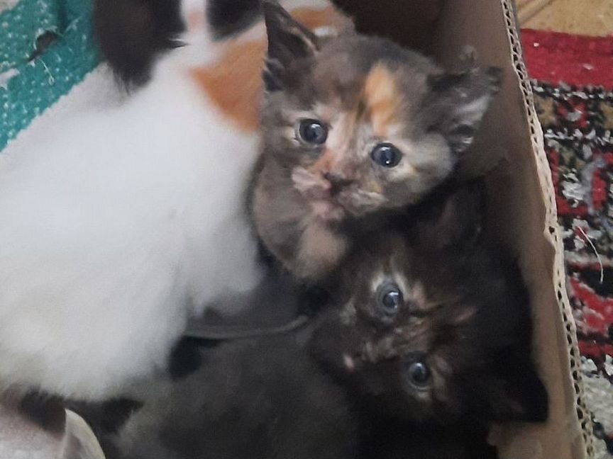 Кошка в дар