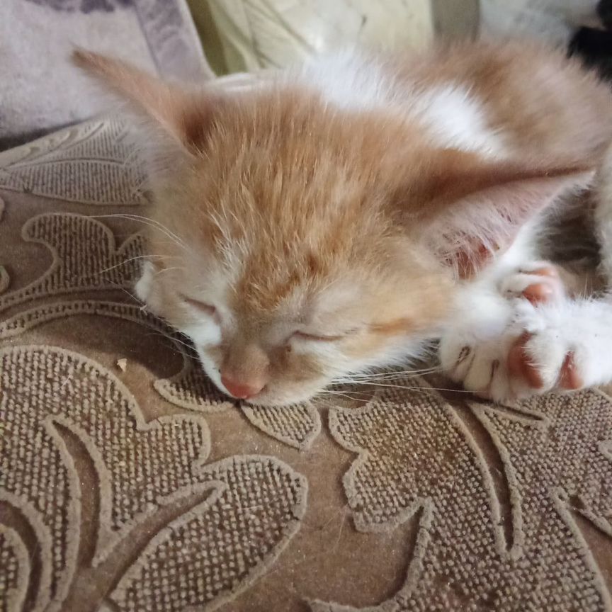 Котята в добрые руки