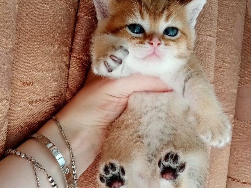 Шиншилловые золотые пупсики