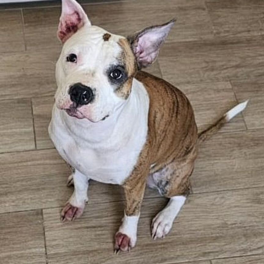 Амстафф в добрые руки