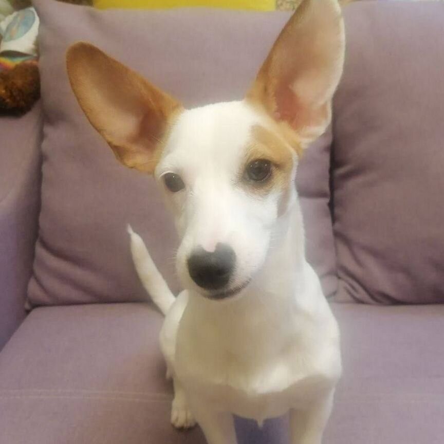 Щенок в добрые руки